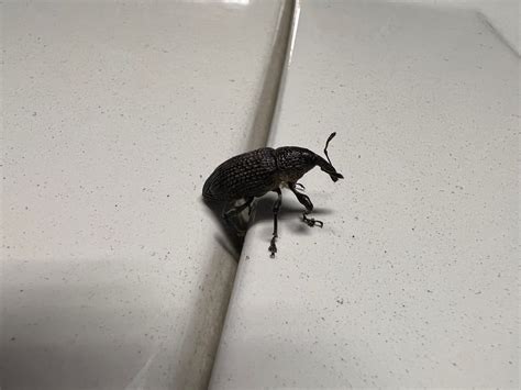 請益 請問這些是什麼蟲蟲 昆蟲板 Dcard