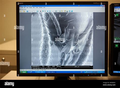Ant Images On Sem Analysis Of Nanostructures And Nanodevices