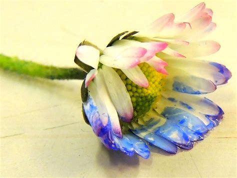 Dye Daiseh By Hi Forever On Deviantart