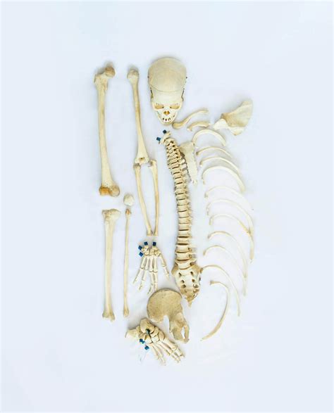 Real Human Bones For Sale Jonsbones