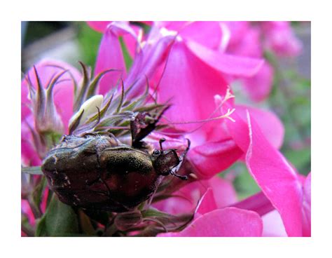 Shiny Bug Ii By Coccis On Deviantart