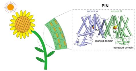 植物生长素研究迎重大突破：中国科学家阐明生长素极性运输的分子机制，为开发新型小分子抑制剂奠定基础 知乎