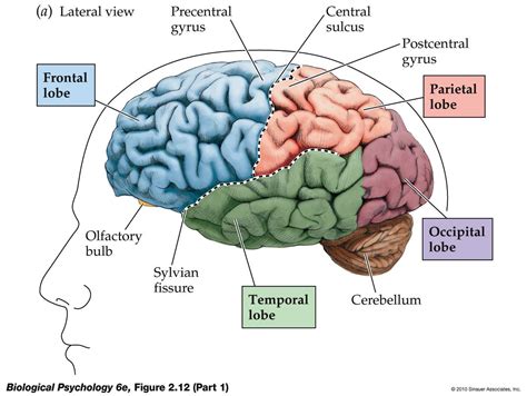 Frontal Cortex What S The Best Way To Remember All The Different