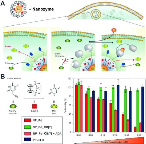 A Schematic Of The Nanozyme And Its Regulation After Cellular Uptake