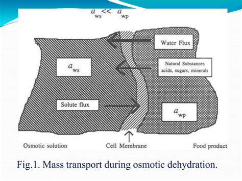 Osmotic Dehydration In Food Processing Sector Pptx