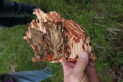 Root Rot Slow Burn Snag Creation
