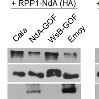 Exclusively Recognized ATR1 Cala2 GOF Mutants Co Immunoprecipitate