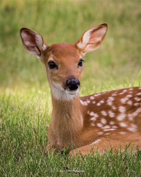 Portrait Of A Fawn Photograph By Bruce Nikle Fine Art America