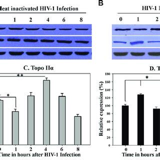 Expression Of Topo II Isoforms In HIV 1 Infected Cells Western Blots