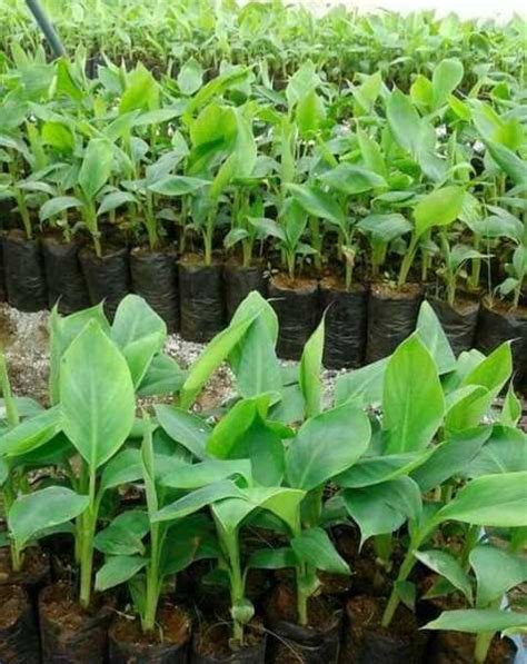 Banana Farming Planting Care Harvesting Guide Agri Farming