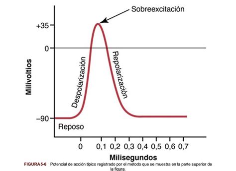 Educamedic Aprende Las Fases Del Potencial De Acción