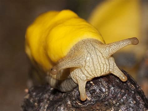 Banana Slug Alchetron The Free Social Encyclopedia