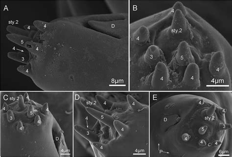 Distribution Of Sensilla On The Maxillary Palps Of The Five Species Of