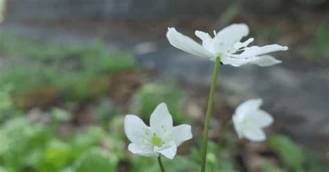 Haskellの環境構築2023｜blue062022