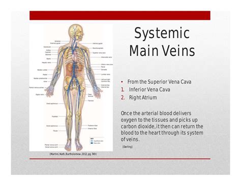 The Systemic Circuit