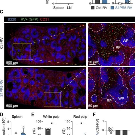 S1pr5 Expression Alters Cd8⁺ T Cell Trafficking In Lymphoid Organs A