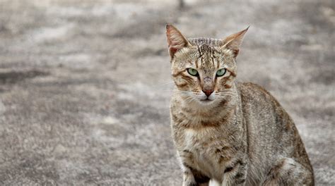 Started Two More Fresher Javascript Mern Stack Training Batches By Jay Vijayasimha Br