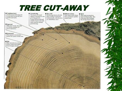 PPT TREE A NATOMY PowerPoint Presentation Free Download ID