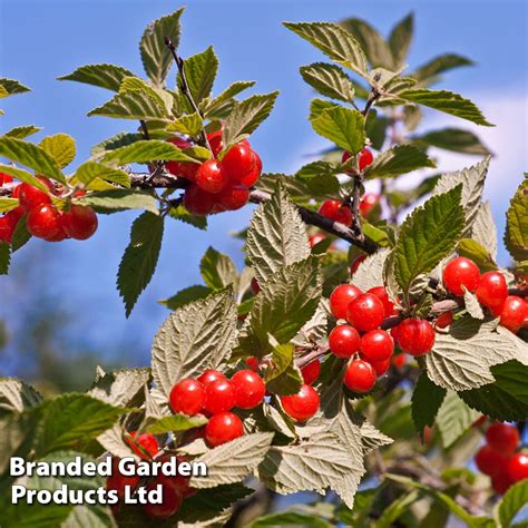 Prunus Tomentosa Suttons