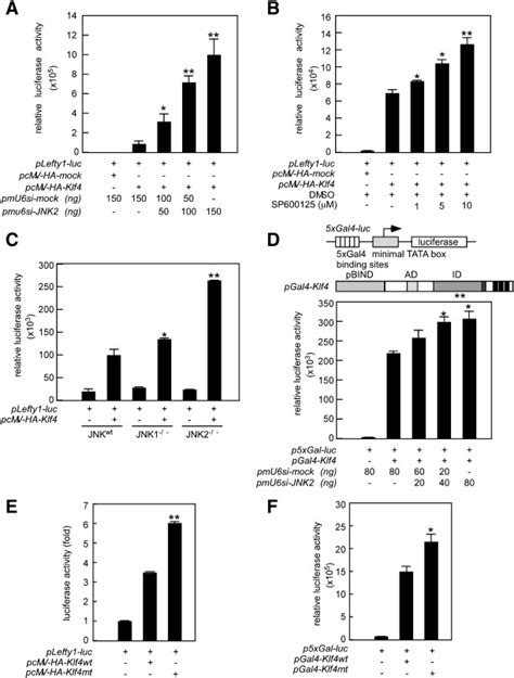 Jnk2 Signaling Negatively Regulates Klf4 Activity A Knockdown Of