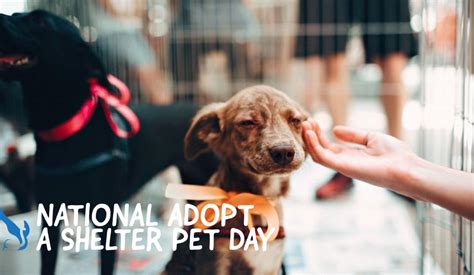 National Adopt a Shelter Pet Day • Ardent