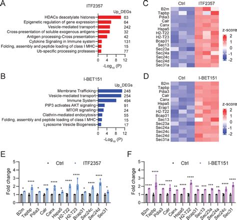 Epigenetic Drug Treatment Upregulates Antigen Processing And