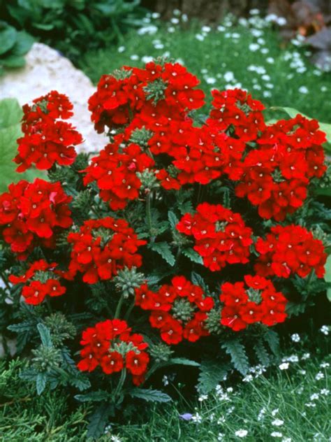 Dwarf Flowering Shrubs For Zone 7 At Linda Redmon Blog