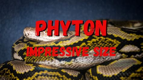 python revealed discovering the secrets and surprising facts youtube