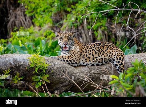 Magnificent Jaguar Resting On A Tree Trunk At The River Edge Facing
