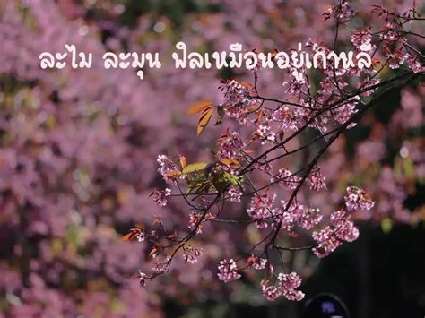 16 1 66 ซากุระ พญาเสือโคร่ง ณ ขุนวาง ดอยอินทนนท์ เชียงใหม่ แกลเลอรี
