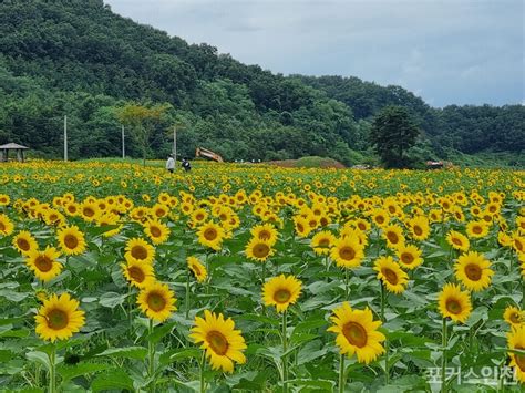강화군 수도권 최대 난정 해바라기정원으로 놀러오세요