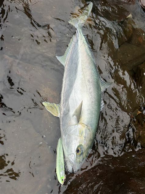 チャンチン さんの 2024年01月20日のヒラマサの釣り・釣果情報長崎県 長崎県松浦市近辺 アングラーズ 釣果600万件の