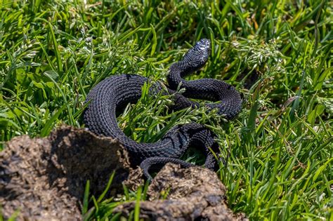 Snake Knowledge ଦନଆର ଏମତ ଜନଷ ଅଛ ଯହର ଗନଧକ ଭୟ କର ସପ