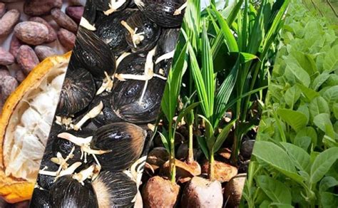 Agricom Id 10 Calon Varietas Benih Unggul Diusulkan Dalam Sidang
