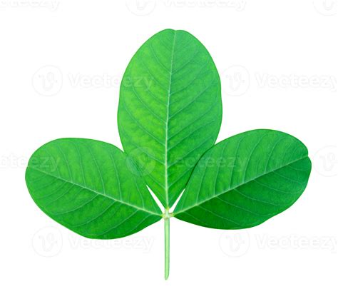 Green Leaves Pattern Of Tropical Leaf Plant Isolated 30558206 Png
