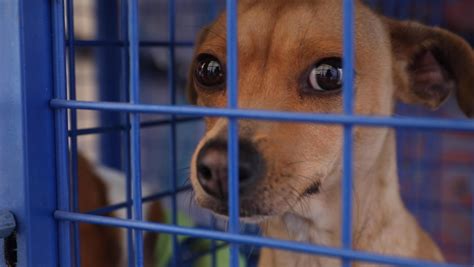 Realizan cirugías de esterilización para perros y gatos a domicilio