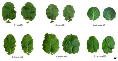 Physiological And Molecular Modulations To Drought Stress In The