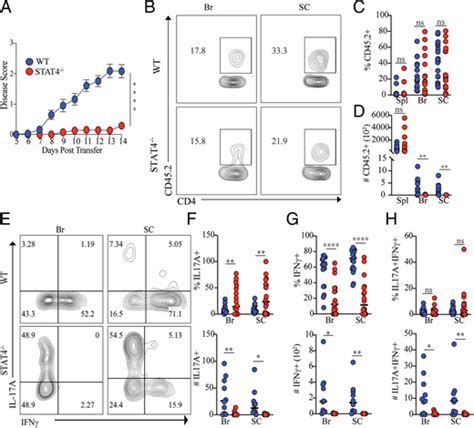Intrinsic Stat4 Expression Controls Effector Cd4 T Cell Migration And Th17 Pathogenicity The