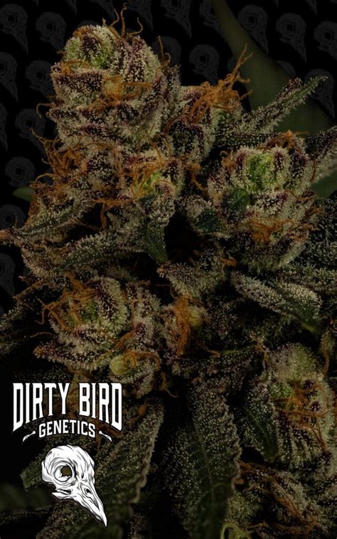 Sex Melon Deep Green Genetics