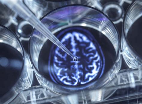 ᐉ Всичко за нервната система Bav Bg