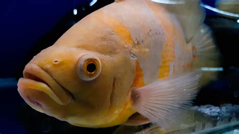 수족관 물고기입니다 천문학 자 Cichlidae 가족의 물고기 속입니다 이 속에는 남아메리카에서 발견되는 두 종이 있습니다 감금