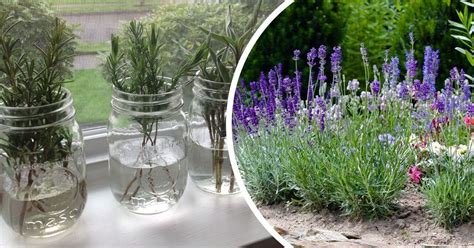 Как вырастить лаванду на даче 6 дельных советов Со Вкусом