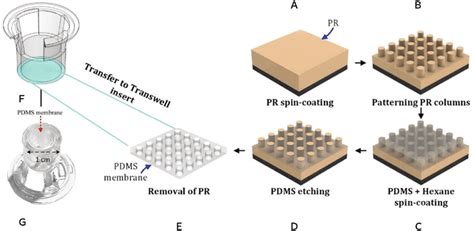 Schematic Image Of The Fabrication Process Of The Patterned Porous Pdms