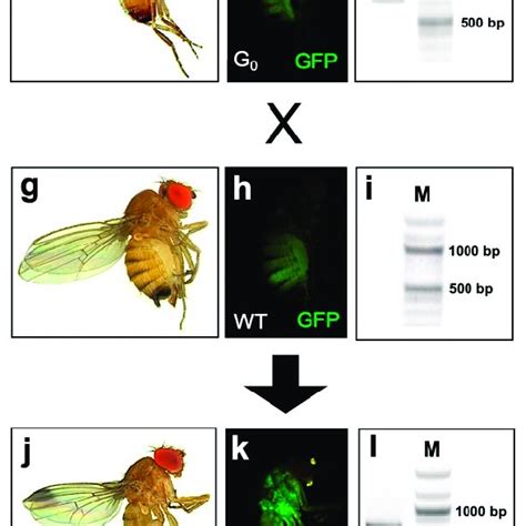 Crossing Scheme Of G 0 Individuals Injected With Grna Targeting Egfp Download Scientific