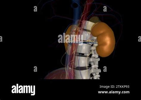 The Renal Plexus Is A Complex Network Of Nerves Formed By Filaments From The Celiac Ganglia And