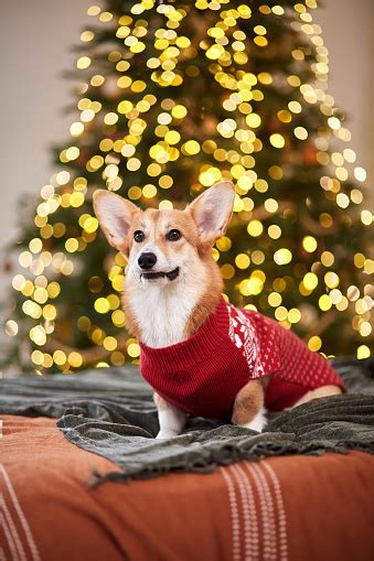 사랑스러운 웨일스 어 코르기 펨브로크 에 빨간 니트 스웨터 축하 새해 와 메리 크리스마스 가축에 대한 스톡 사진 및 기타 이미지