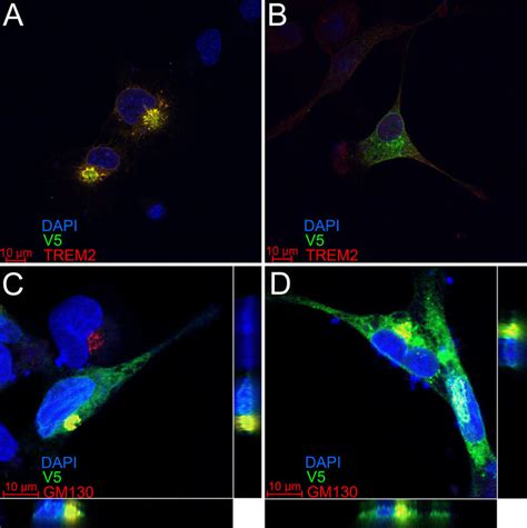 Trem2 And D2 Trem2 Have A Similar Subcellular Localization The Hmc3