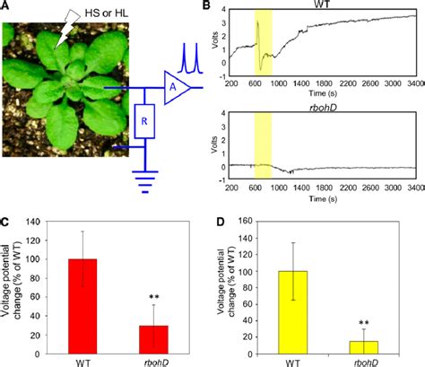 Possible Association Between The Ros Wave And Systemic Potential