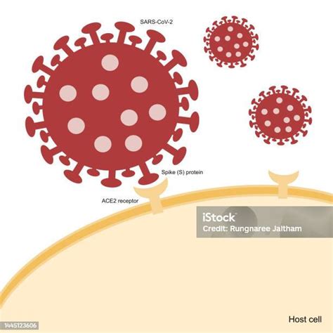 The Sarscov2 Or Covid19 Spike Protein Region Specific Binds To Ace2