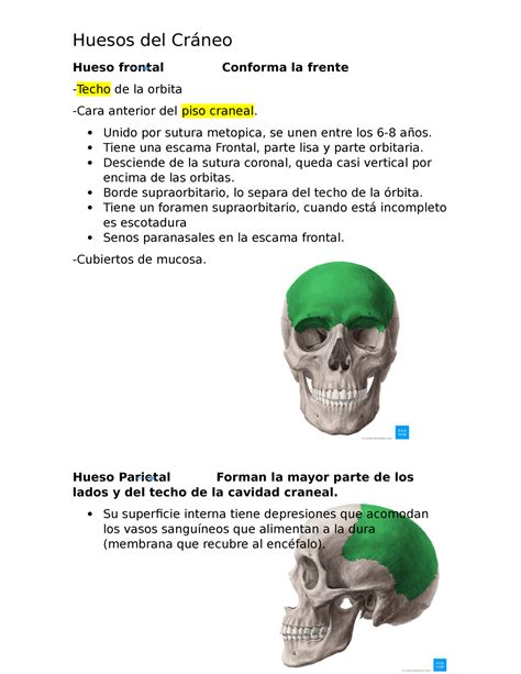 Hueso Frontal Conforma La Frente Unido Por Sutura Metopica Se Unen